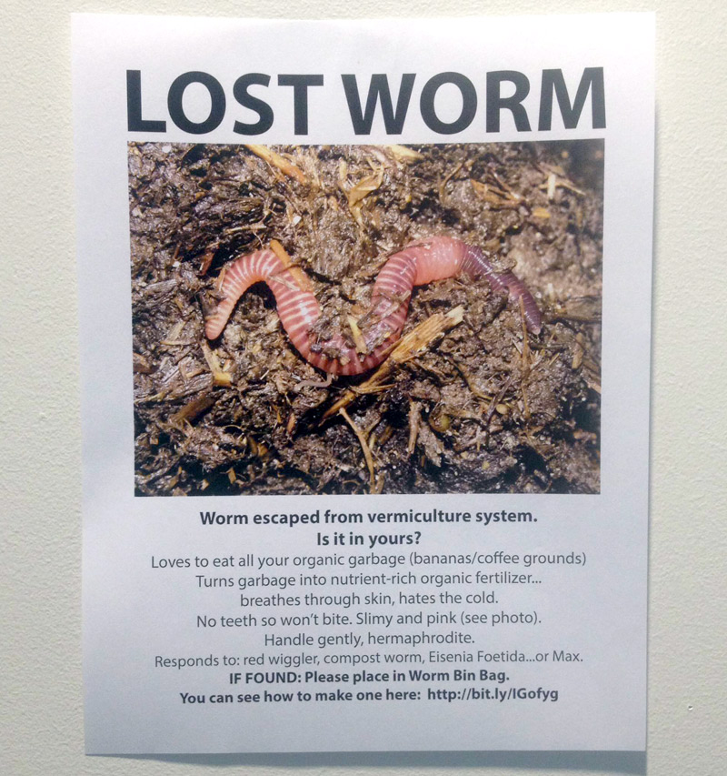 Lost Worm | Worm Culture
